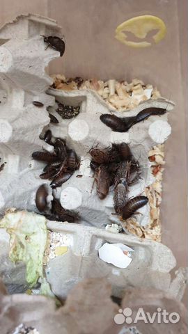 Мраморные тараканы