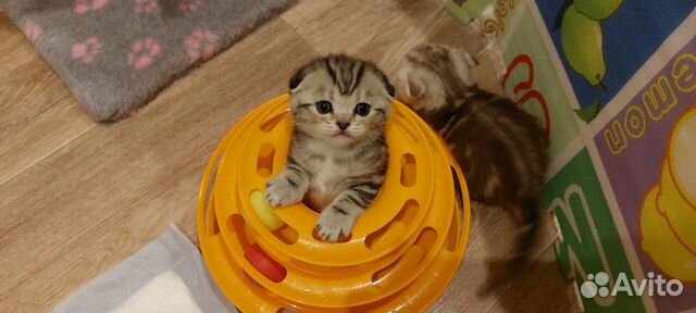 Шотландские вислоухие мраморные котята