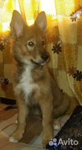 Щенок Тайсон