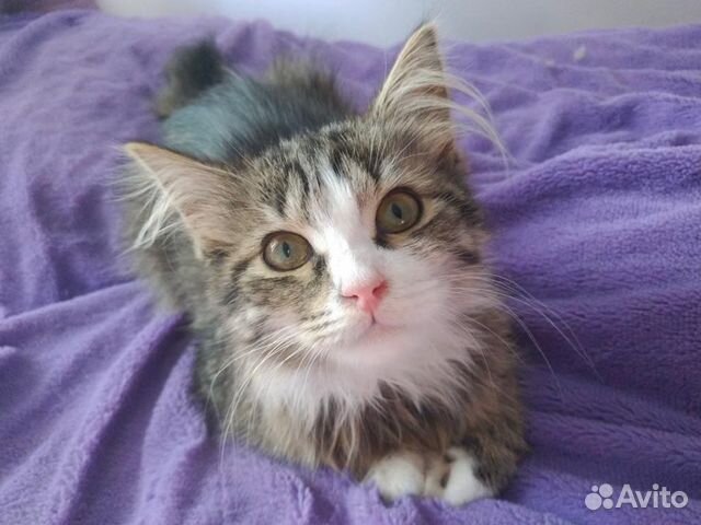 Котенок в добрые руки