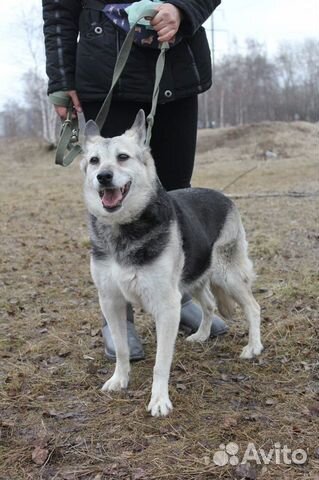 Замечательная собака совершенно бесплатно
