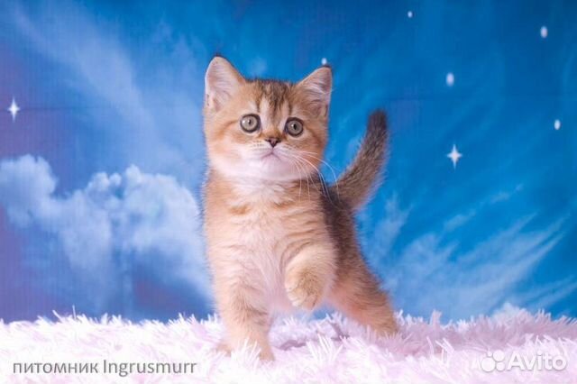 Котята золотая шиншила