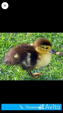 Индоутка с утятами