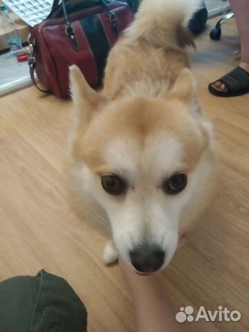 Собака помски