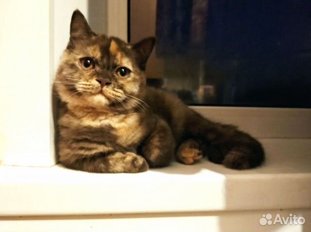 Шоколадная черепашка