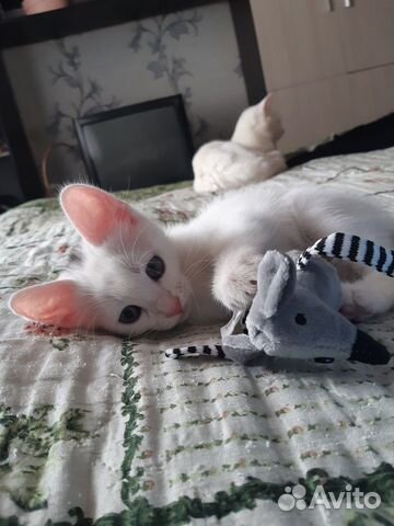 Котята. Котенок. Киса. Китинька