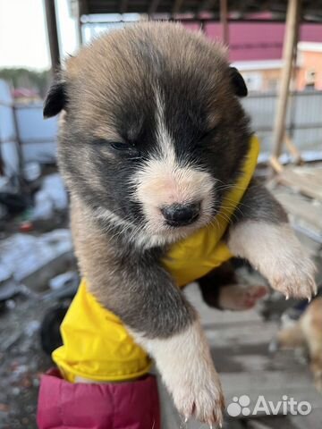 Щенки немецкой овчарки