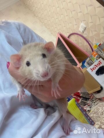 Крыса дамбо 2шт М 4мес