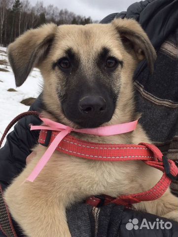 Щенок ищет дом