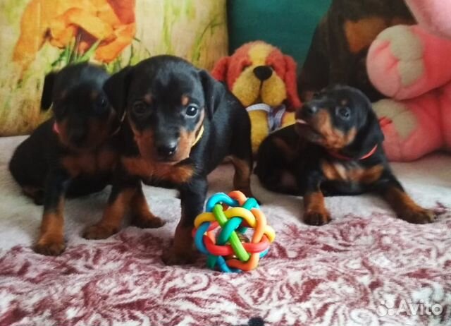 Щенки цвергпинчера