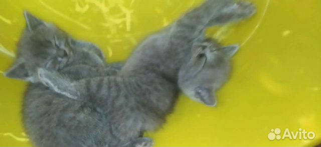 Британские котята