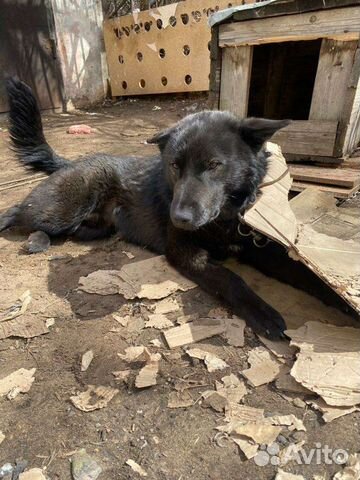 Черныш ищет дом