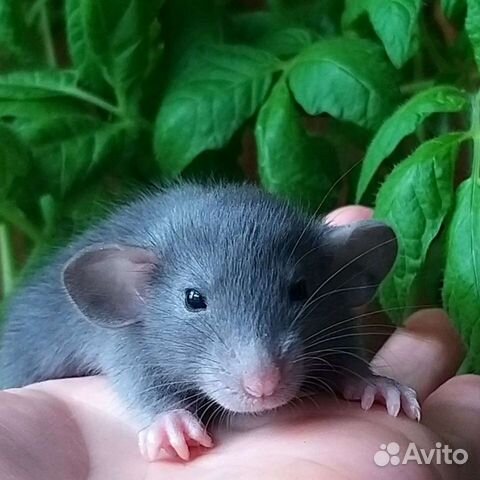 Крысята от ratlove13.85