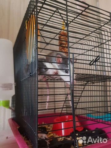 Крыса с клеткой