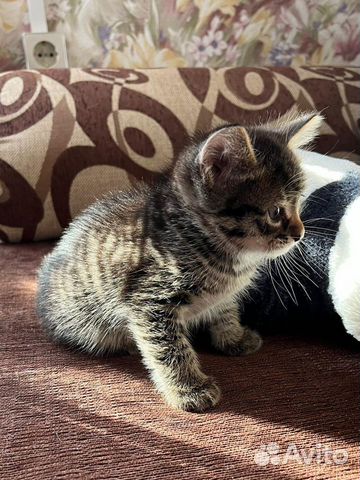 Котёнок полосатик
