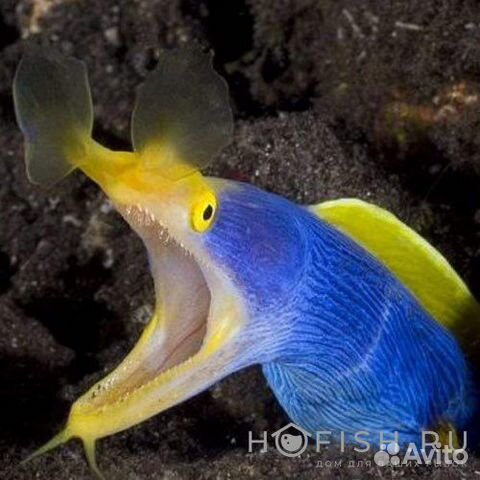 Риномурена (Самец)