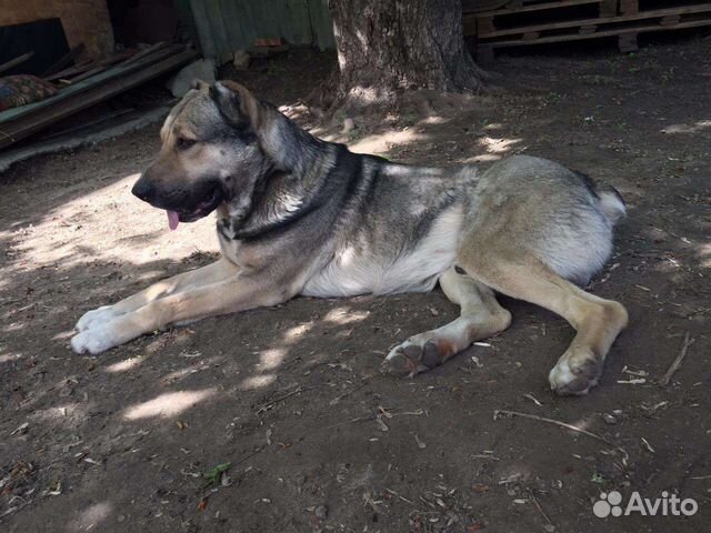 Алабай для вязки