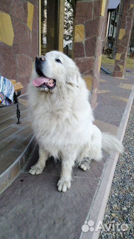 Вязка (кобель) Пиренейская горная овчарка