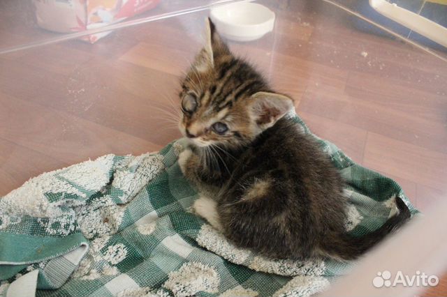 Месячный полосатый ласковый котенок Ника