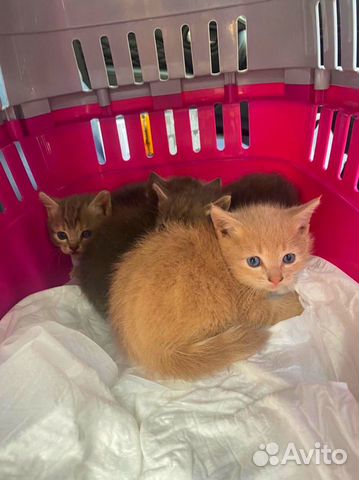Котята в добрые руки в дар бесплатно