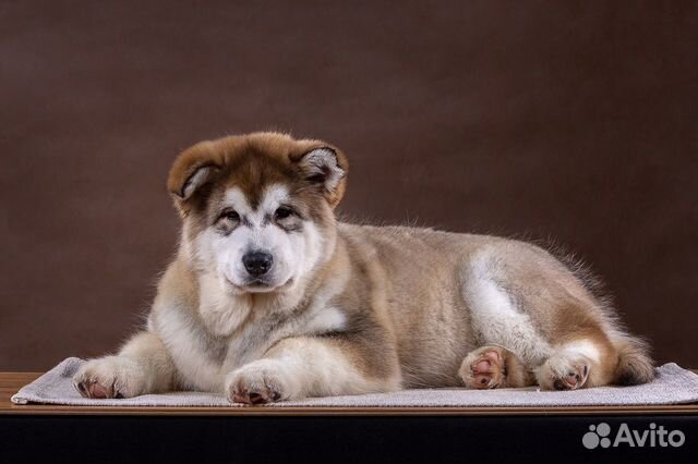 Щенки маламута мальчики