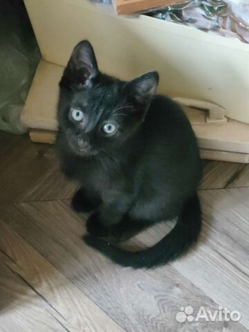 Котёнок метис Абиссина