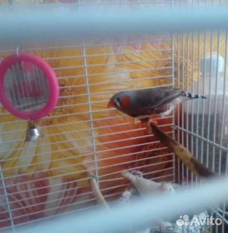 Амадинчик,только в пару самочке