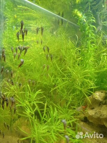 Улитки Мелании