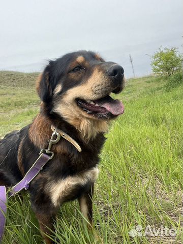 Помесь с чау чау