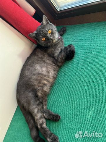 Британская кошка