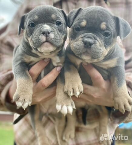 Американский булли пупсики