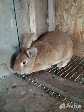 Крольчиха нзк