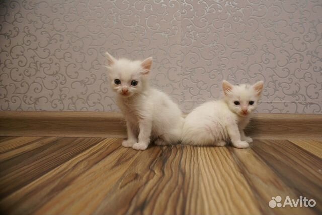 Отдам ангорских котят в хорошие руки