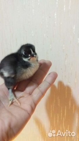 Цыплята чешский доминант.2-е суток