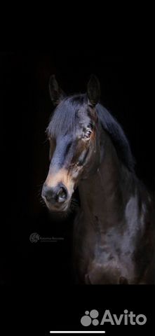 Мерин, выездка