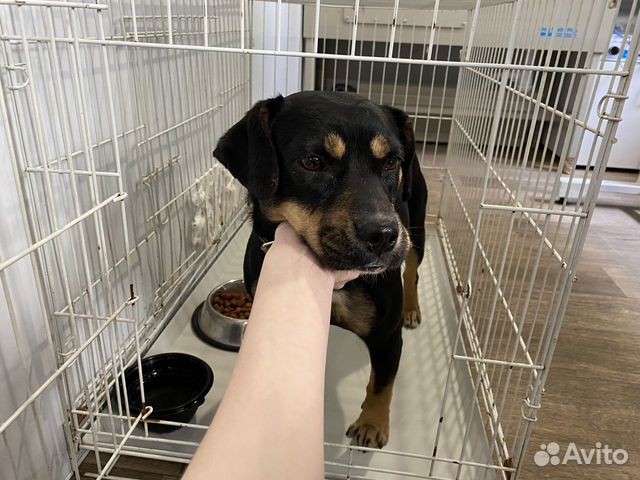 Собака породы ягдтерьер в добрые руки