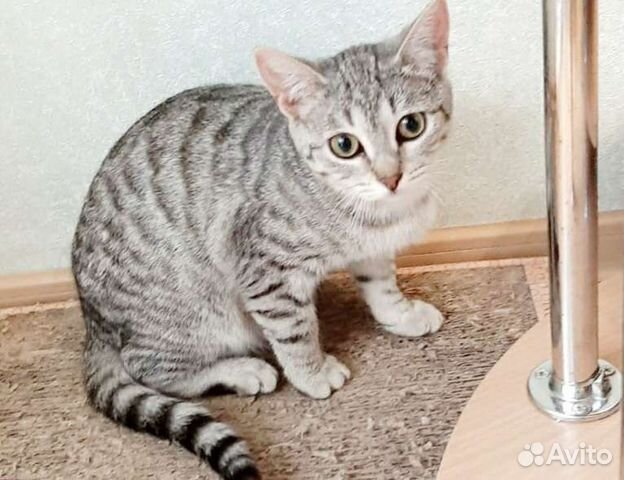 Котёнок 4-5 мес. Окрас вискас. Девочка