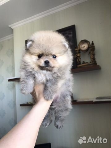 Кукольные детки шпица