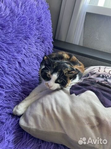 Коты и кошки