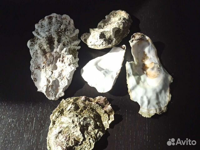 Ракушки для аквариума