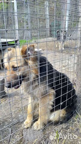 Щенок. Собака. Девочка. Сука