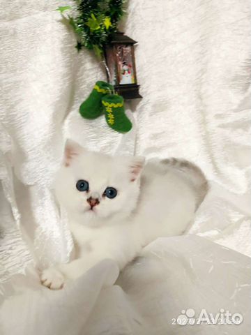 Шотландские котята