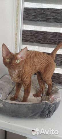 Девон-рекс кот