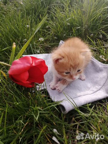 Котята бесплатно