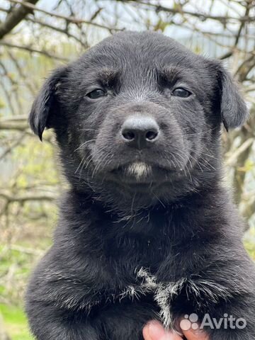 Щенок 1 месяц ищет семью