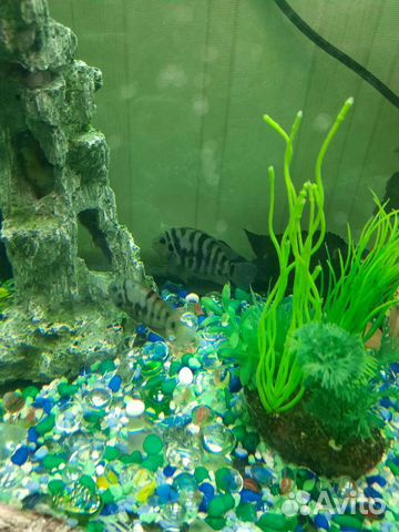 Аквариумные рыбки цихлиды