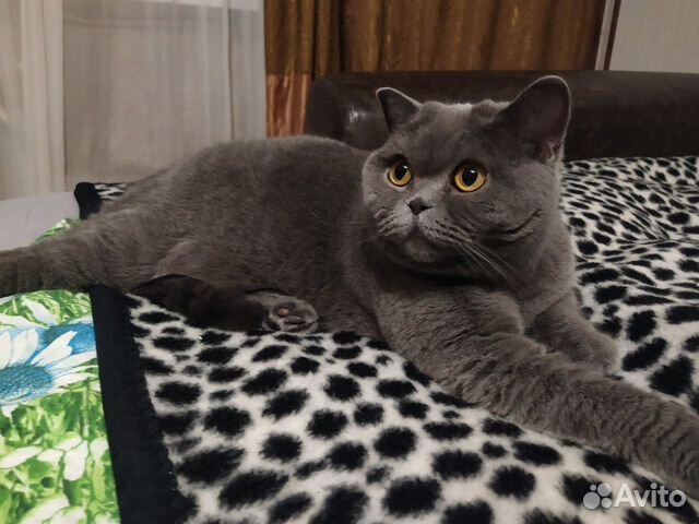 Британская