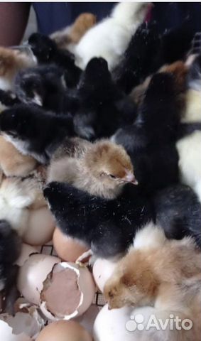 Цыплята суточные породы брамма