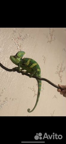 Йеменский хамелеон