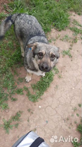 Собака в добрые руки